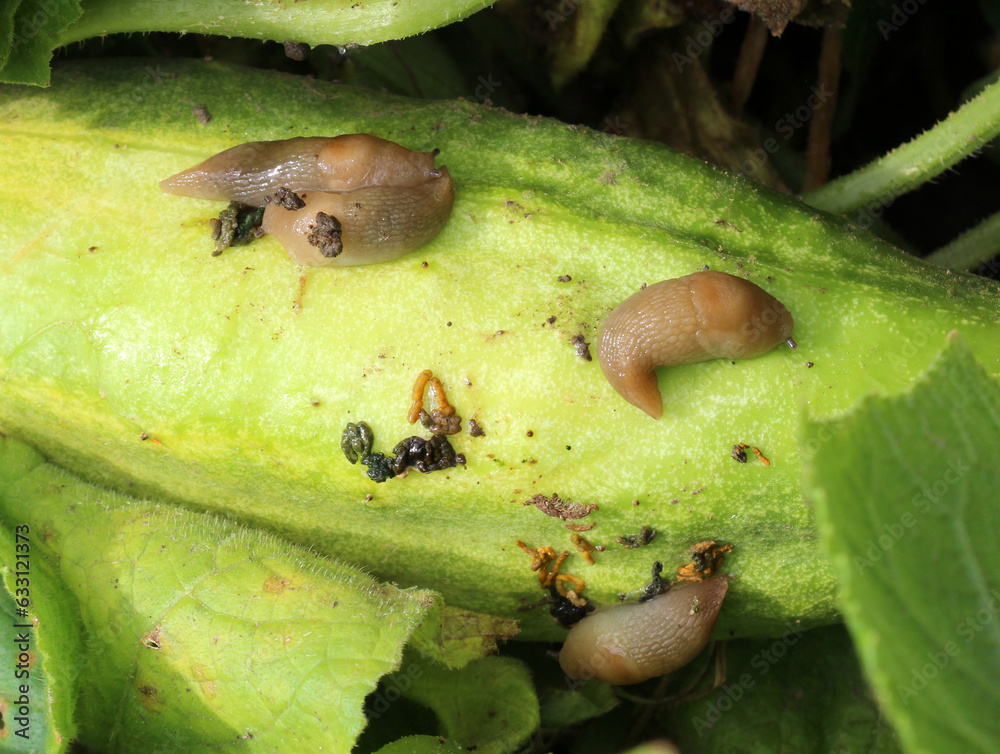 Slugs (molluscs of the gastropod class) on vegetable crops Stock Photo ...