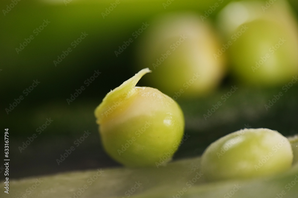 Four Angled Bean or Winged Beans are one of the famous ulam of Malaysia ...