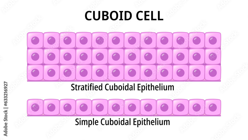 Cuboid Cell - Simple Cuboidal Epithelium - Stratified Cuboidal ...