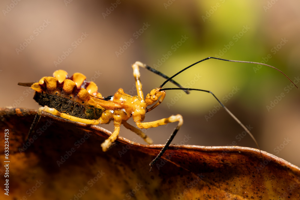 Assassin bugs, The Reduviidae sp. is a large cosmopolitan insect family ...