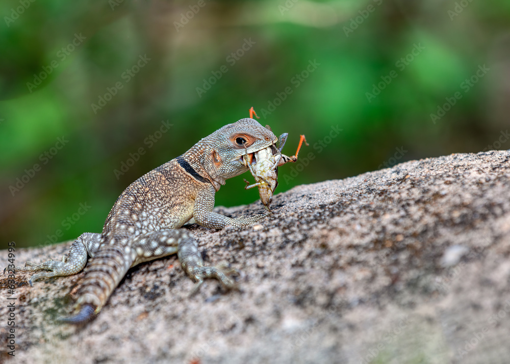 Cuvier's Madagascar swift (Oplurus cuvieri), knows as Madagascan ...