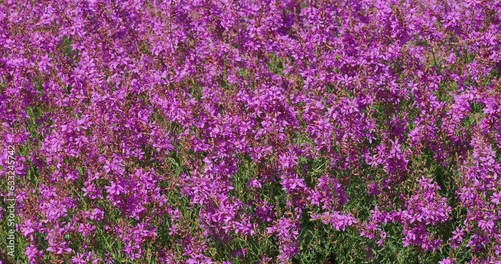 (Lythrum virgatum) Clumps of pink star-shaped flowers of European wand ...
