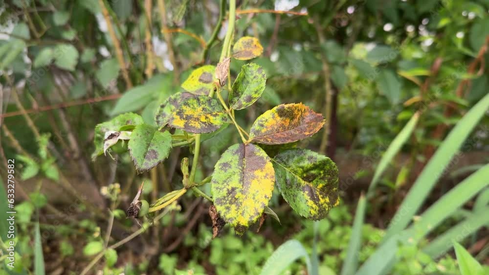 Black spots on rose leaves close-up. Fungal disease Diplocarpon rosae ...