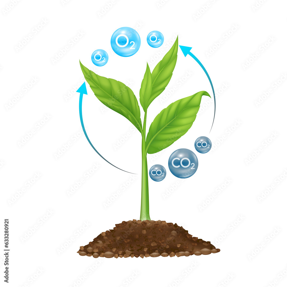 Seedling with leaf green grows from seed in soil. Tree photosynthesis ...