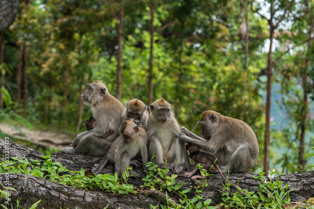 A family of long-tailed macaque monkeys playing in nature in Singapore ...