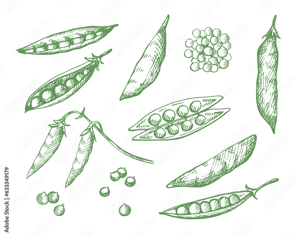 Green pea hand drawn set pea plant vector illustration isolated ...