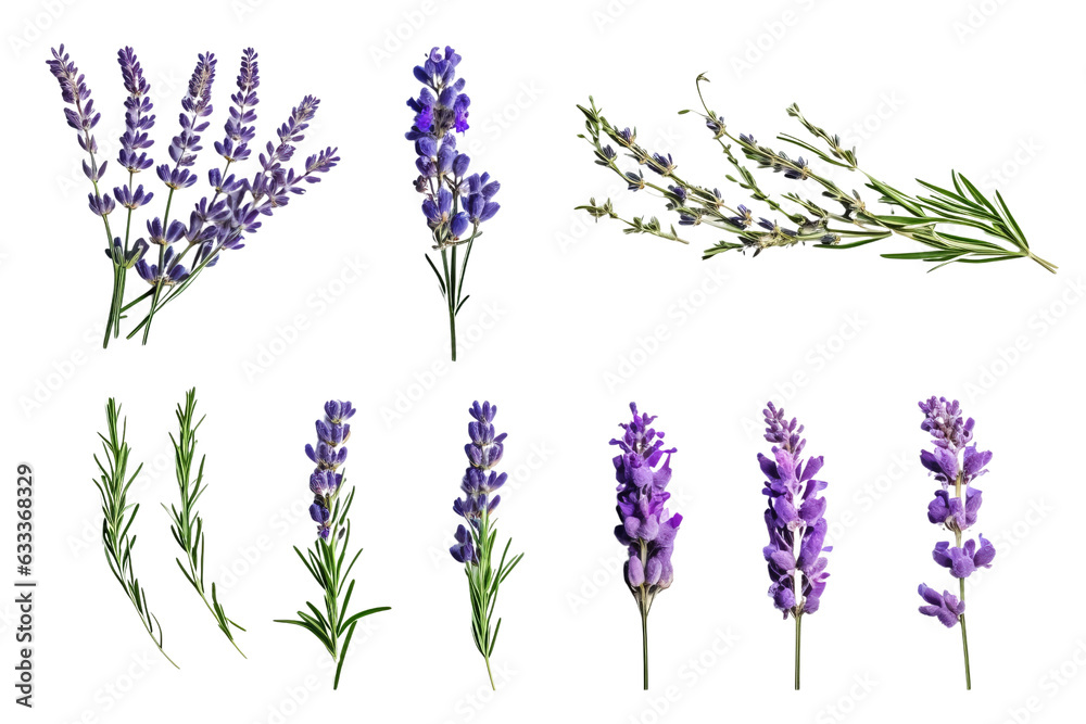 Set of Levander isolated on transparent background cutout PNG , ai ...