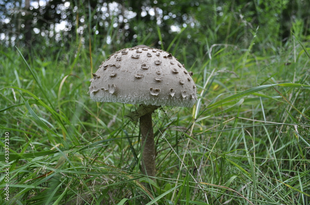 mushroom, nature, fungus, forest, autumn, food, grass, fungi, brown ...