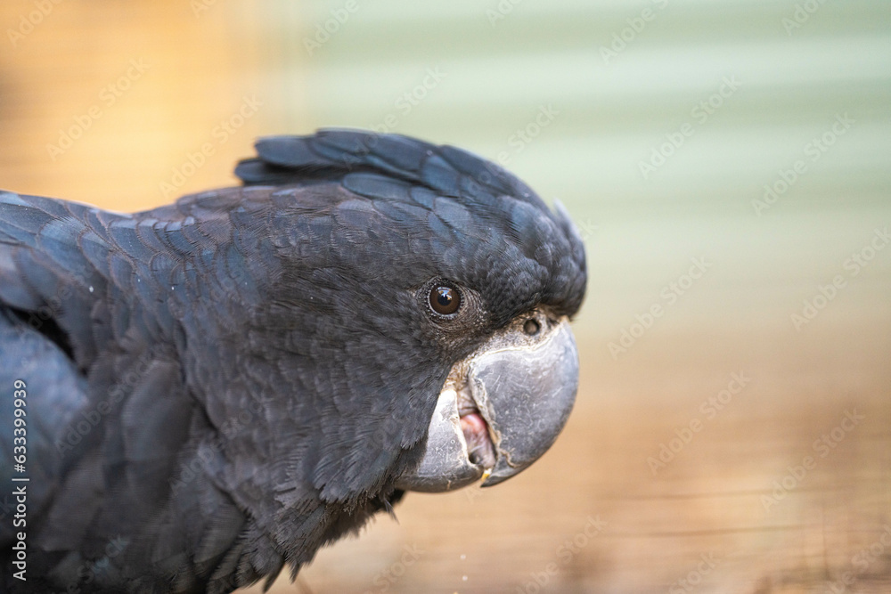 blose up Red tailed black cockatoo perched in a gum tree in outback ...
