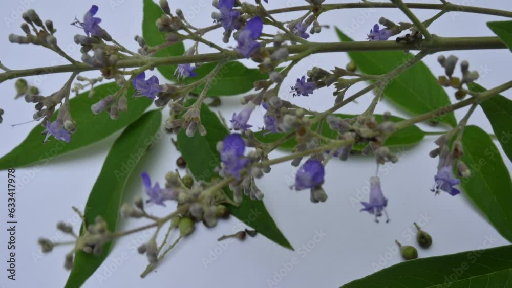 Vitex negundo plant flower. It's other name Chinese chaste tree, five ...