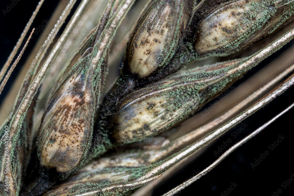 fungal diseases - black mold on a grain ear - grain disease - an ...
