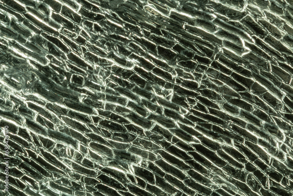 Cells of the onion skin - Allium cepa under microscope Stock Photo ...