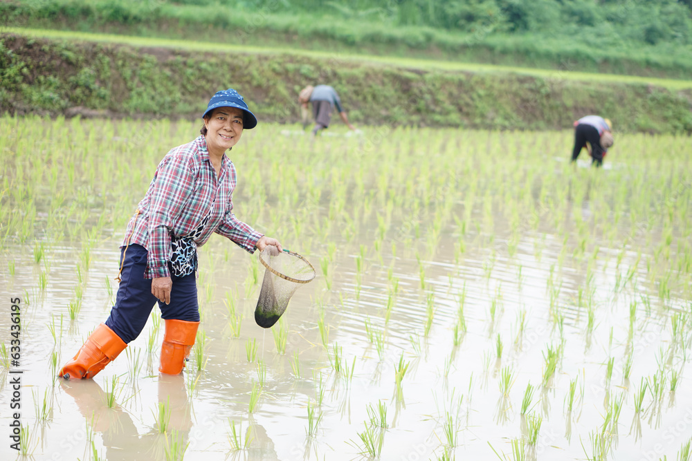 Asian woman farmer holds fishing net and creel to find freshwater algae ...