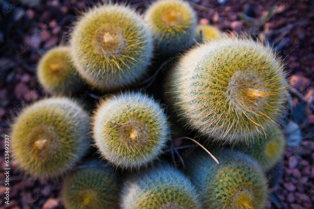 Parodia leninghausii is a species of South American cactus commonly ...