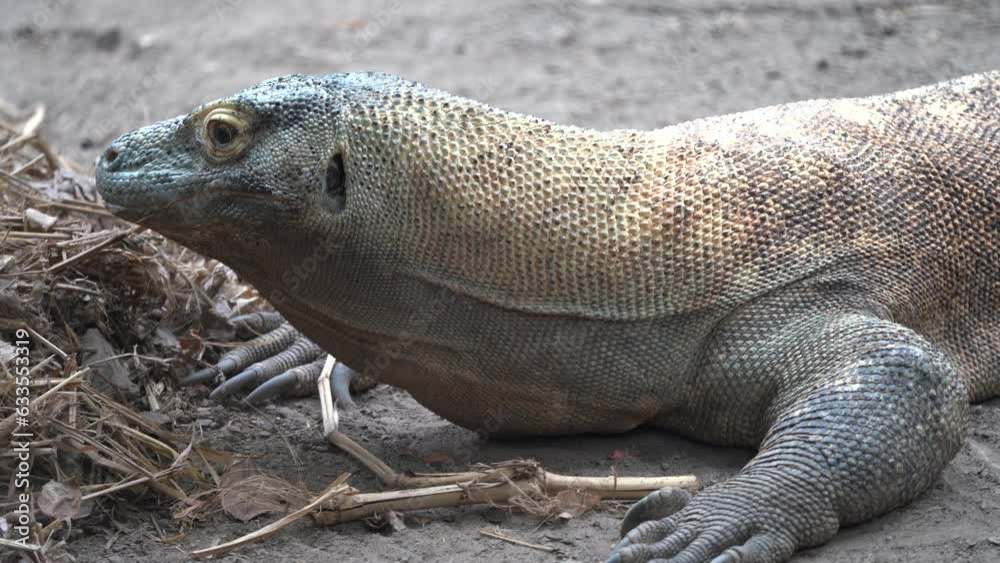 Komodo Dragons in Komodo National Park. Indonesia. Close-up.4k Stock ...