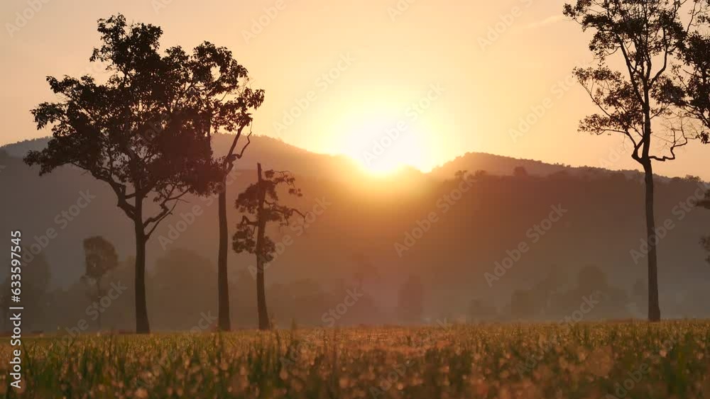 Golden sunshine sky tropical tree fields in sunny morning. Silhouette ...
