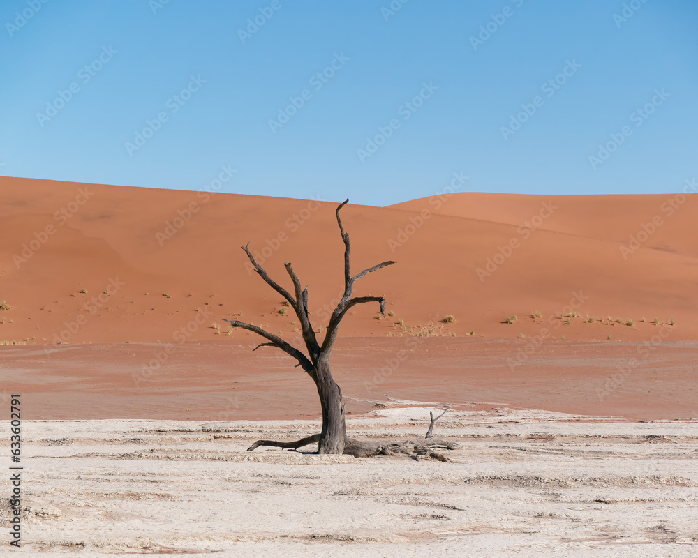 Dead acacia tree (Acacia erioloba) in Deadvlei in the Namib-Naukluft ...