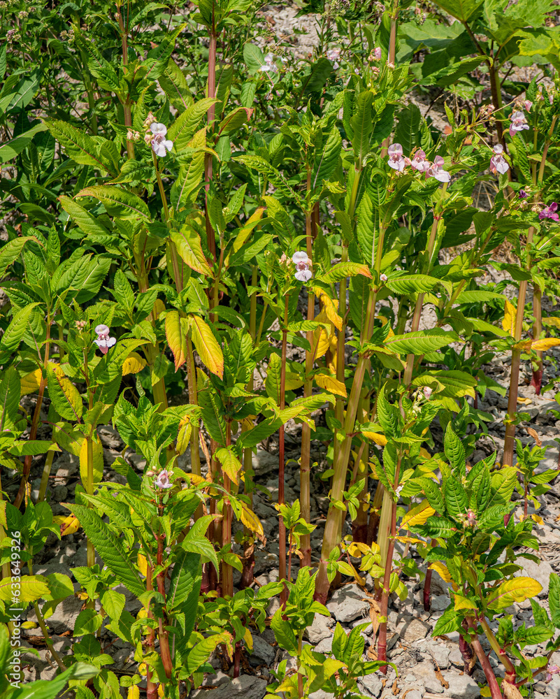 Plants that live in limestone outcrops: calciphil (lime-loving crop ...