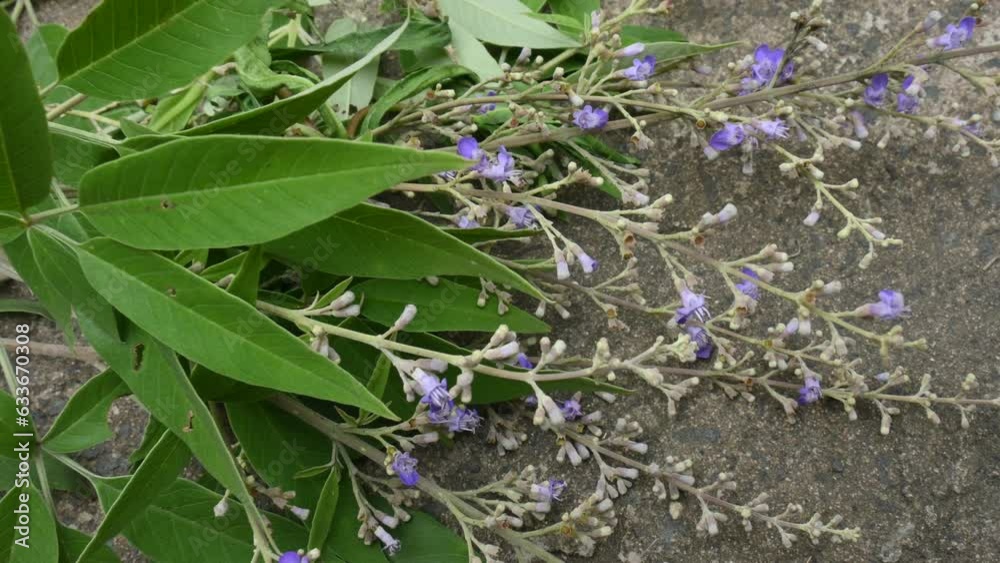 Vitex negundo plant flower. It's other name Chinese chaste tree, five ...