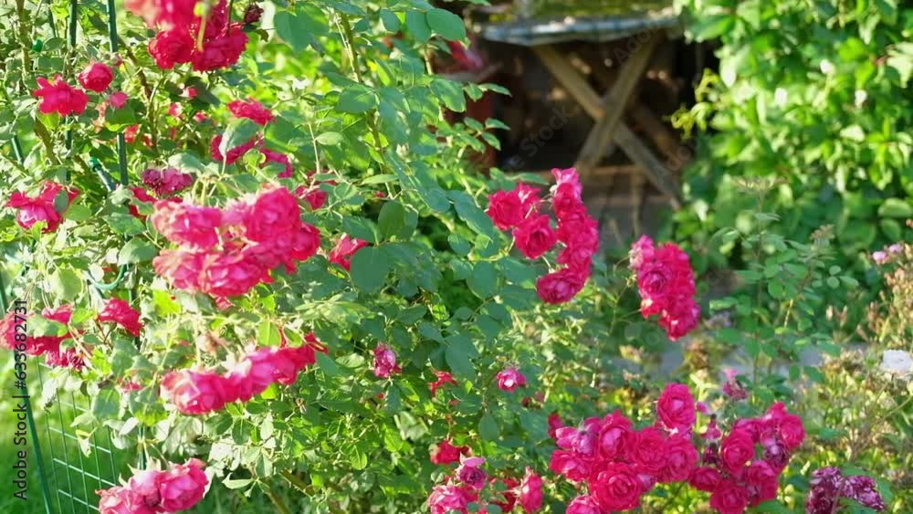 Rose bush. Rosebush growing and blooming in the garden. Rosarium, rose ...