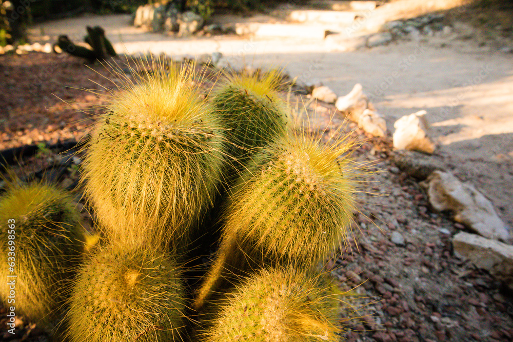 Parodia leninghausii is a species of South American cactus commonly ...