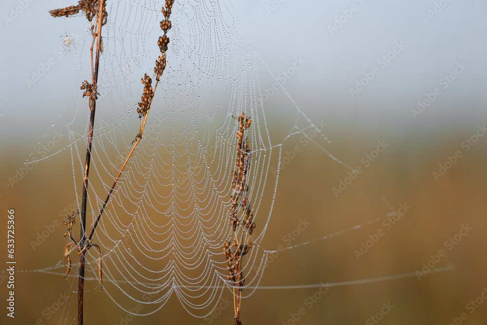 Spider mesh covered with water drops taken in the early morning on a ...