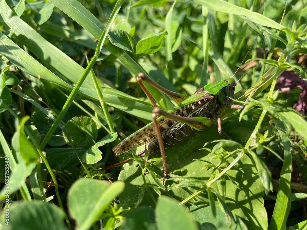 Gray grasshopper, or motley grasshopper, or spotted grasshopper (lat ...