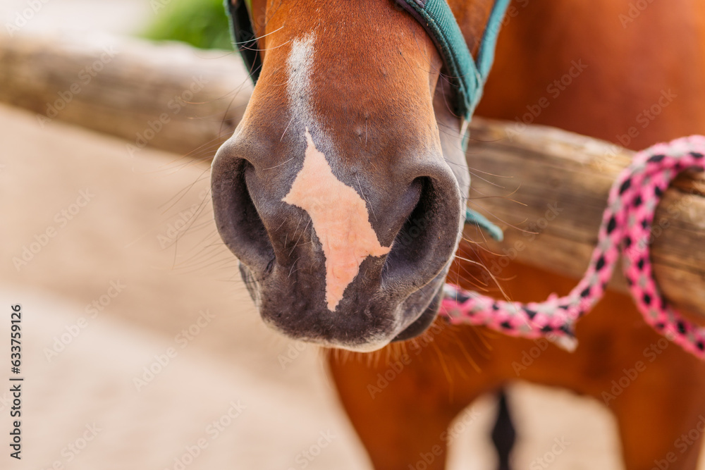 Horse muzzle close up. Macro shot of a horse's nostrils. A pink spot on ...