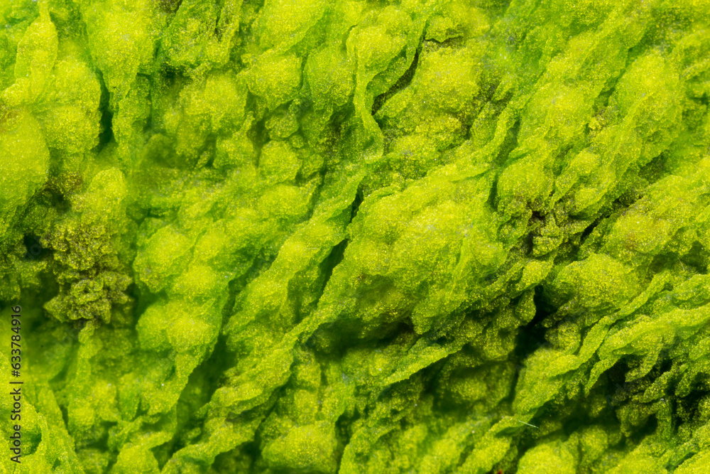 Cyanobacteria, Cyanobacteriota or Cyanophyta a layer on the water ...