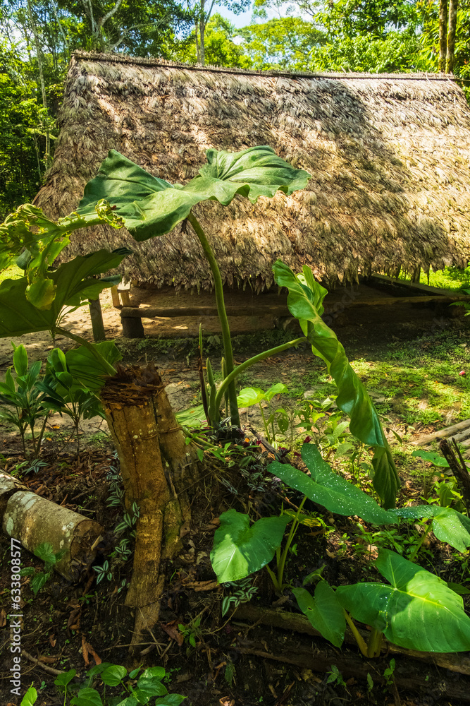 Maloca traditional Indios amazon rainforest house hut panoramic view in ...