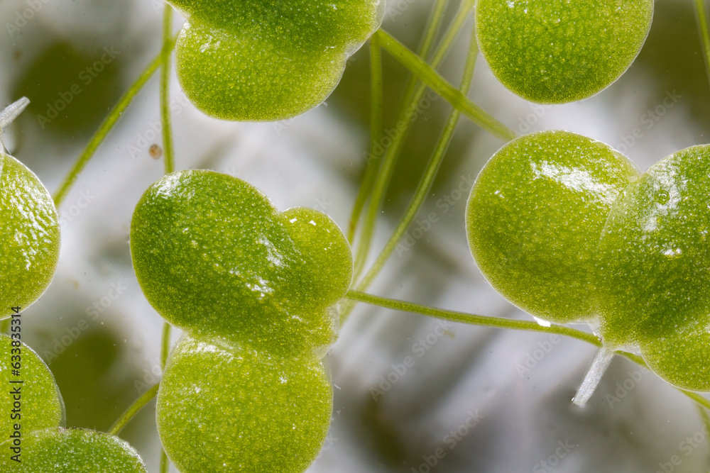 Lemna minor - free-floating aquatic plants (common name duckweed) under ...
