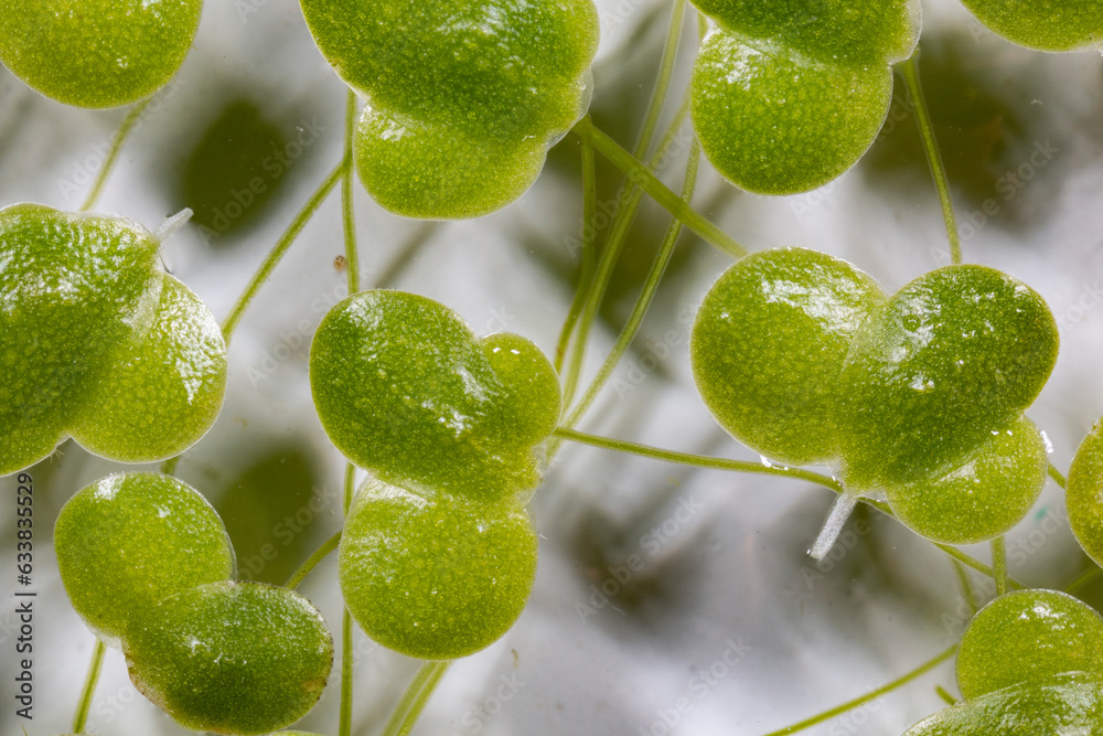 Lemna minor - free-floating aquatic plants (common name duckweed) under ...