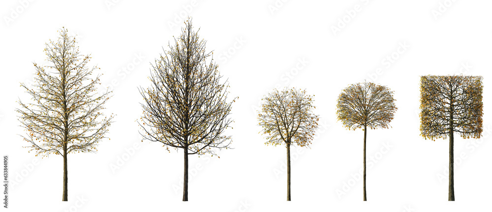 Autumn Set of Tilia trees sheared in various shapes: cube, ball ...