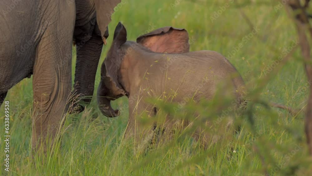 baby elephant, epic portrait pretty cute small new born calf in forest ...