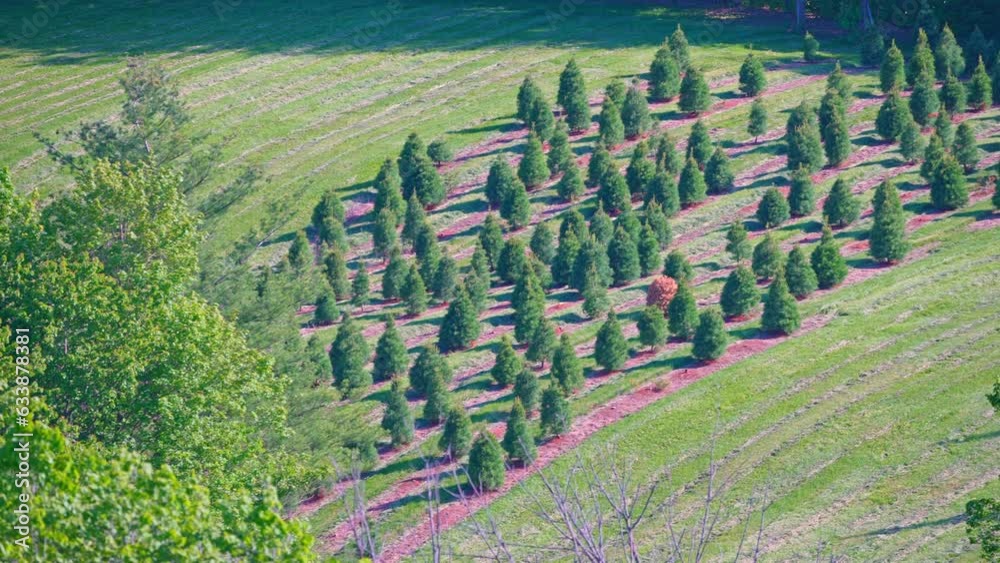 Young Conifers farm for sale and reforestation, spruce trees and pines ...