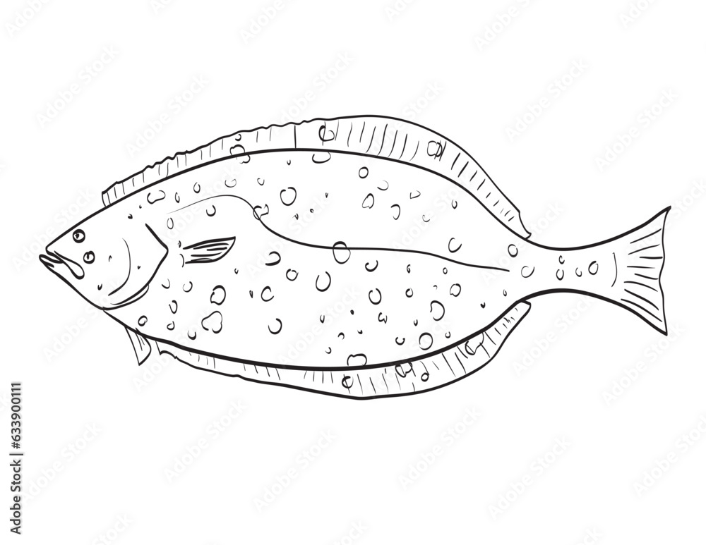 Drawing sketch style illustration of a California halibut fish native ...