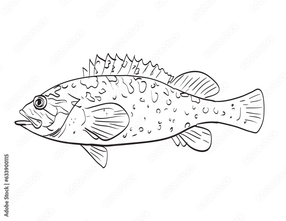 Drawing sketch style illustration of a Grass rockfish side view black ...