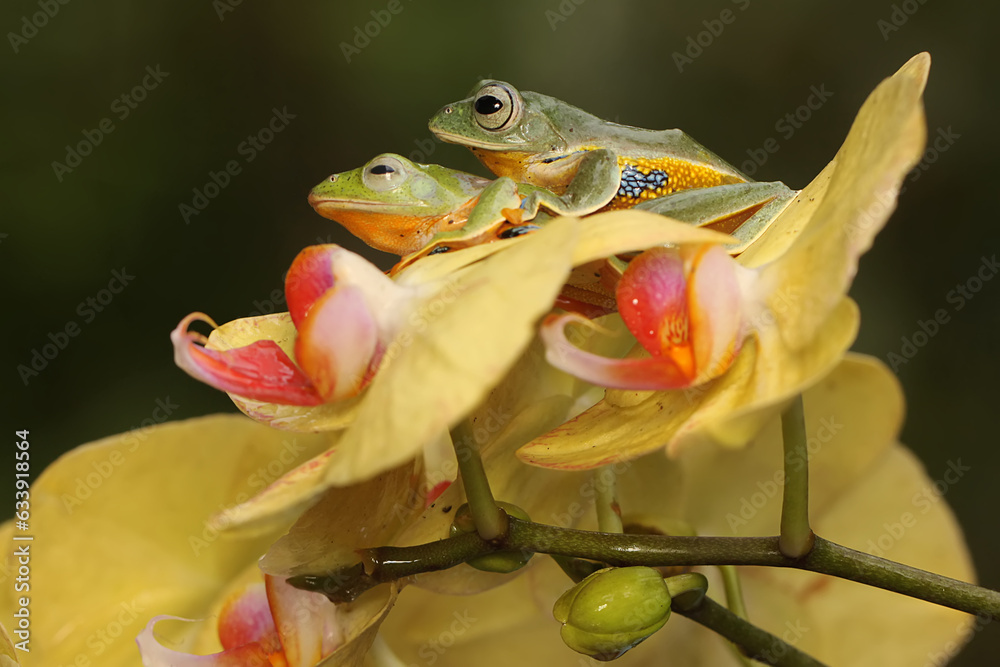 Two green tree frogs are hunting for prey in a collection of wild moth ...