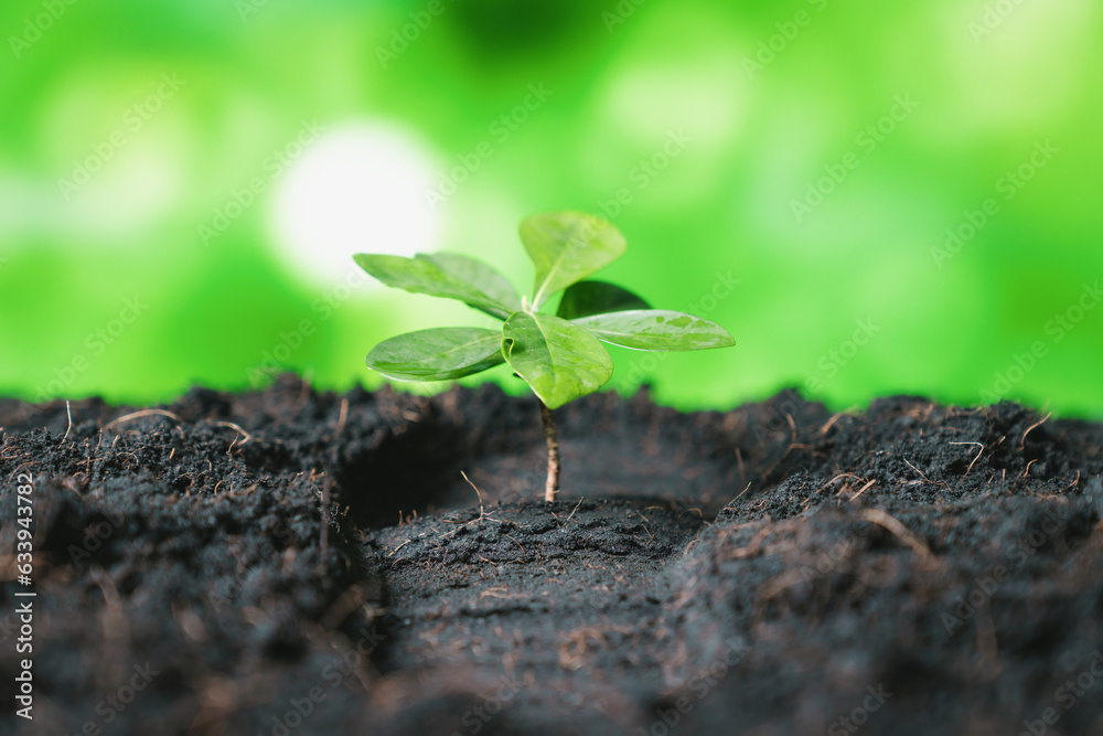 Top view seedling plant growing on carbon footprint soil as ecology and ...