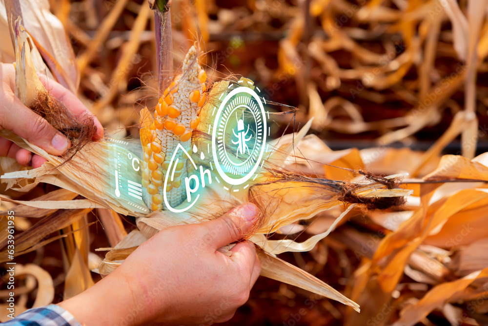 Farmer skillfully peels back the layers of dry corn, revealing the ...
