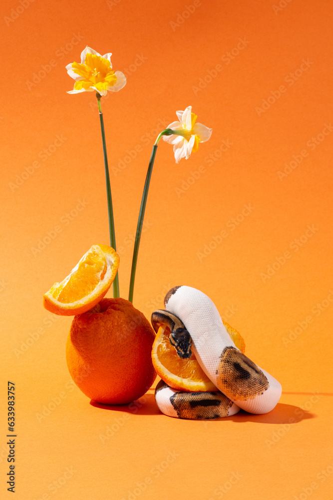 Piebald ball python with narcissus and sliced orange. Snake wrapped ...
