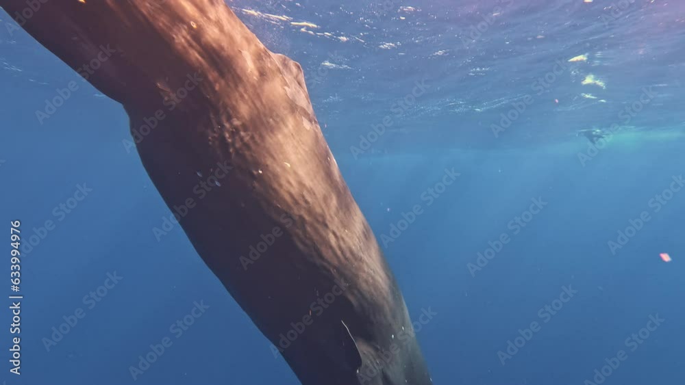 Large spermwhale dive in blue ocean. People dive to mammals under water ...