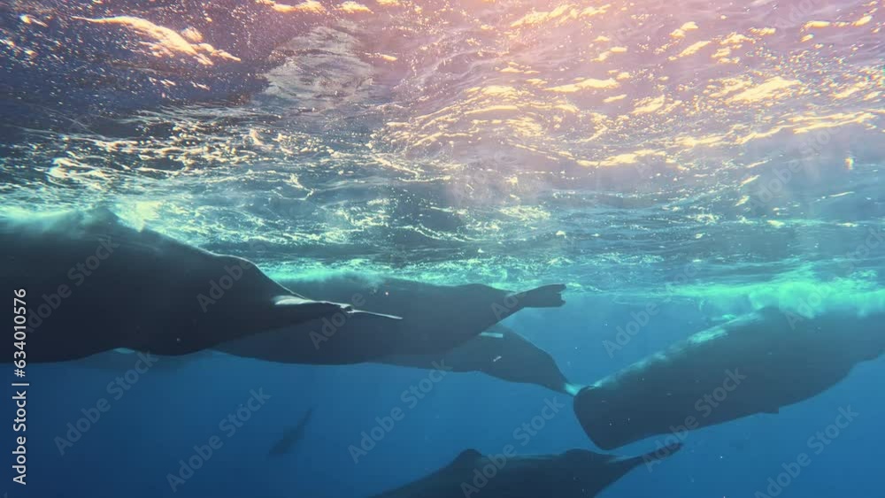 A pod of sperm whale calves and juveniles socializing at the surface in ...