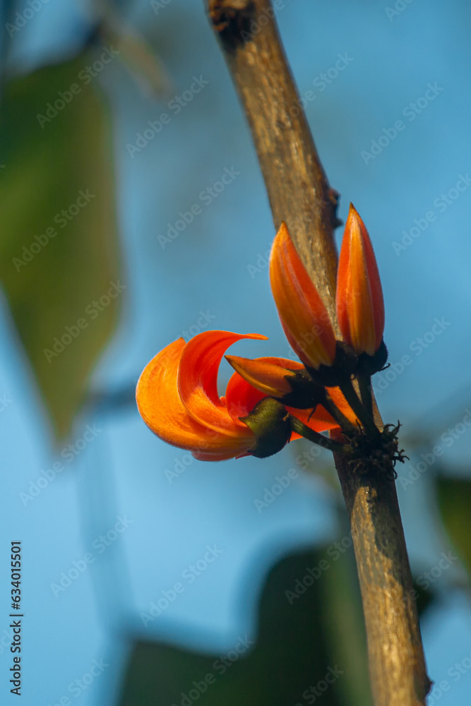 The red-orange Palash flower buds and leaves are hanging in the tree ...