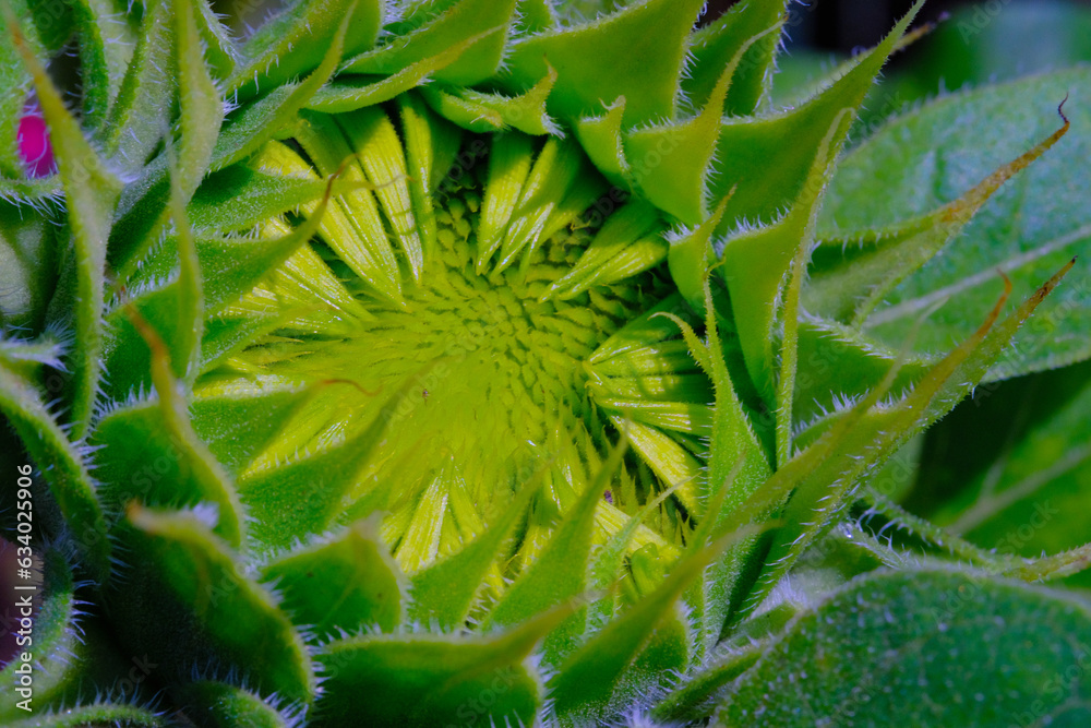 Sunflower Buds, Flower closeup, Macro photo of Sunflower Buds ...