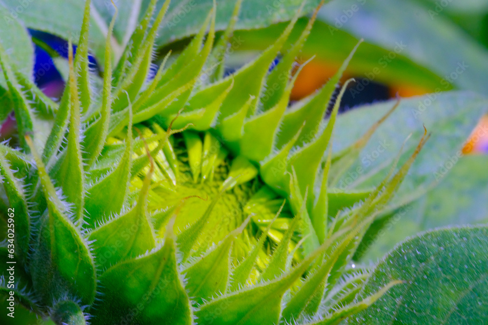 Sunflower Buds, Flower closeup, Macro photo of Sunflower Buds ...