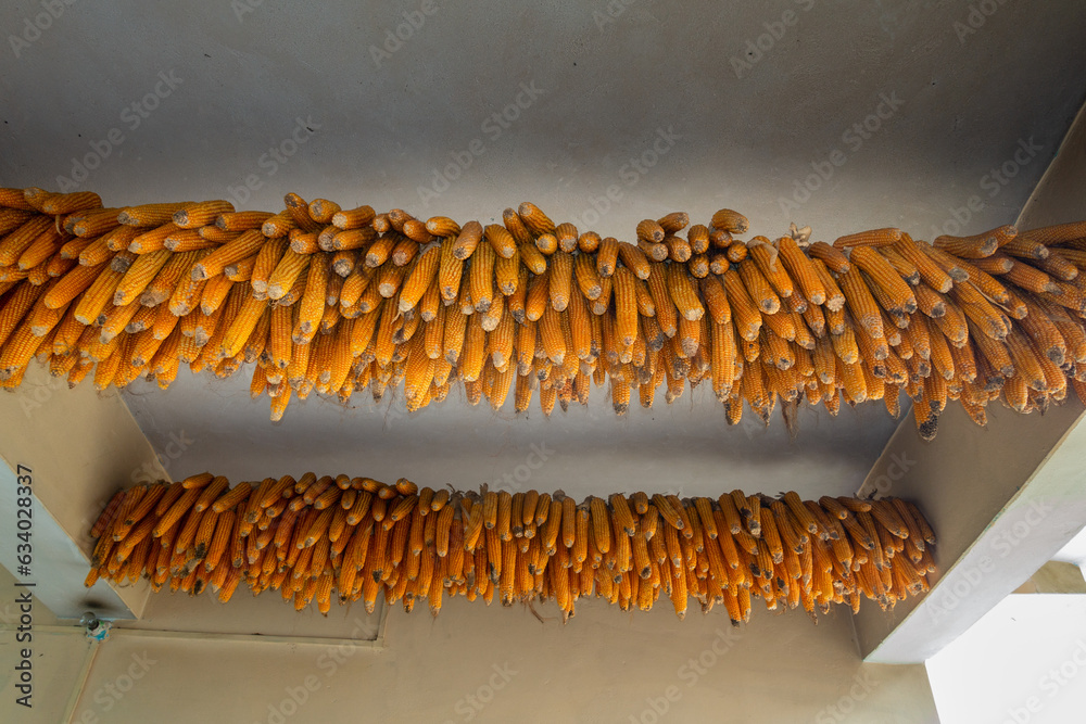 Drying corn or maize hung in rustic Uttarakhand, India, showcasing ...