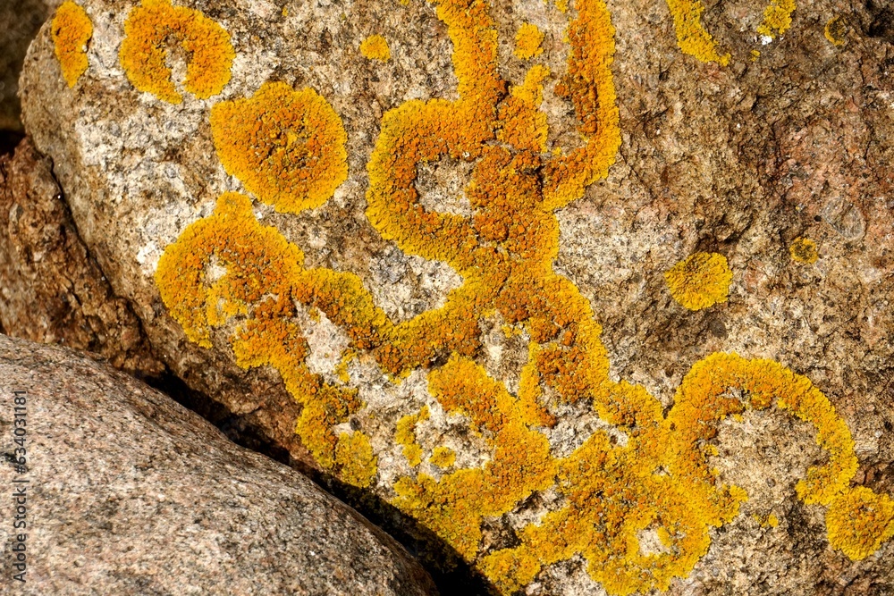 Yellow moss grows on rocks. Yellow fungus cyanobacteria, moss and ...