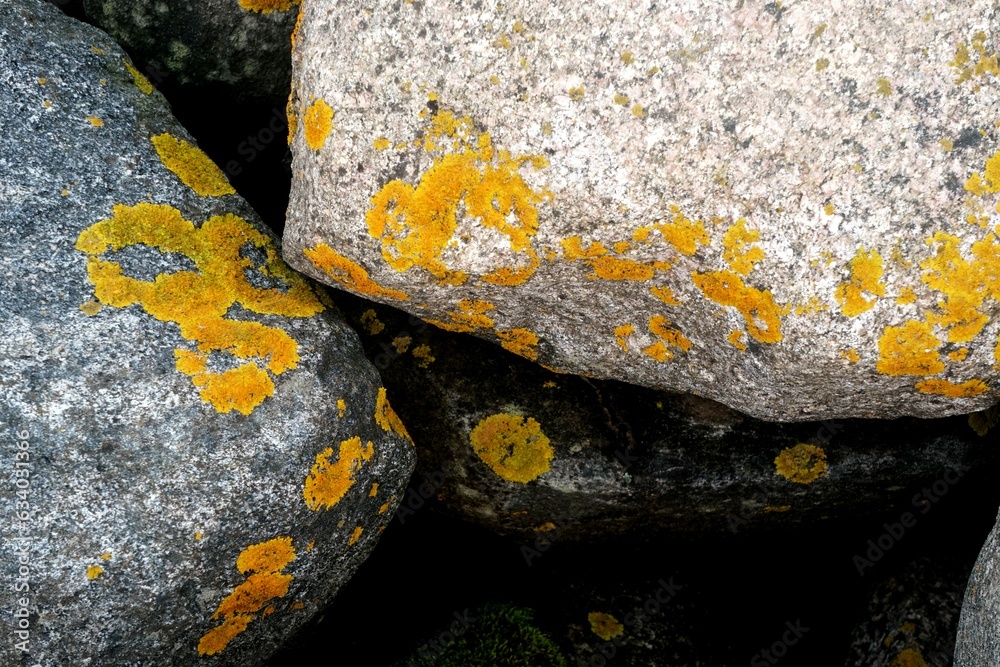 Yellow moss grows on rocks. Yellow fungus cyanobacteria, moss and ...