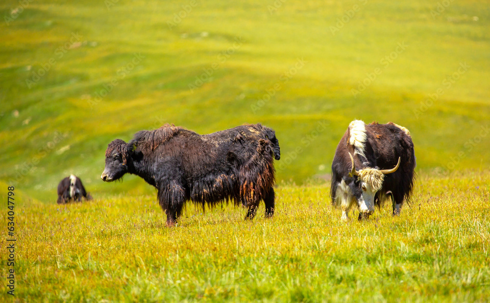 A herd of yaks graze in the mountains. Himalayan big yak in a beautiful ...